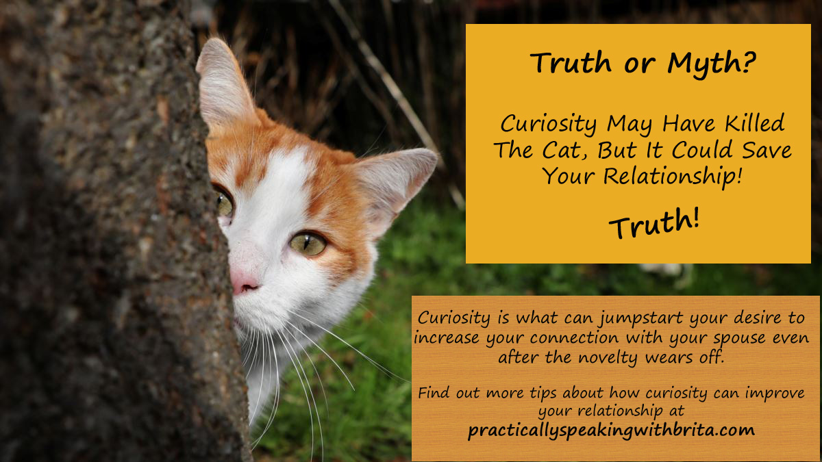Truth or Myth? Curiosity May Kill The Cat, But It Can Save Your ...